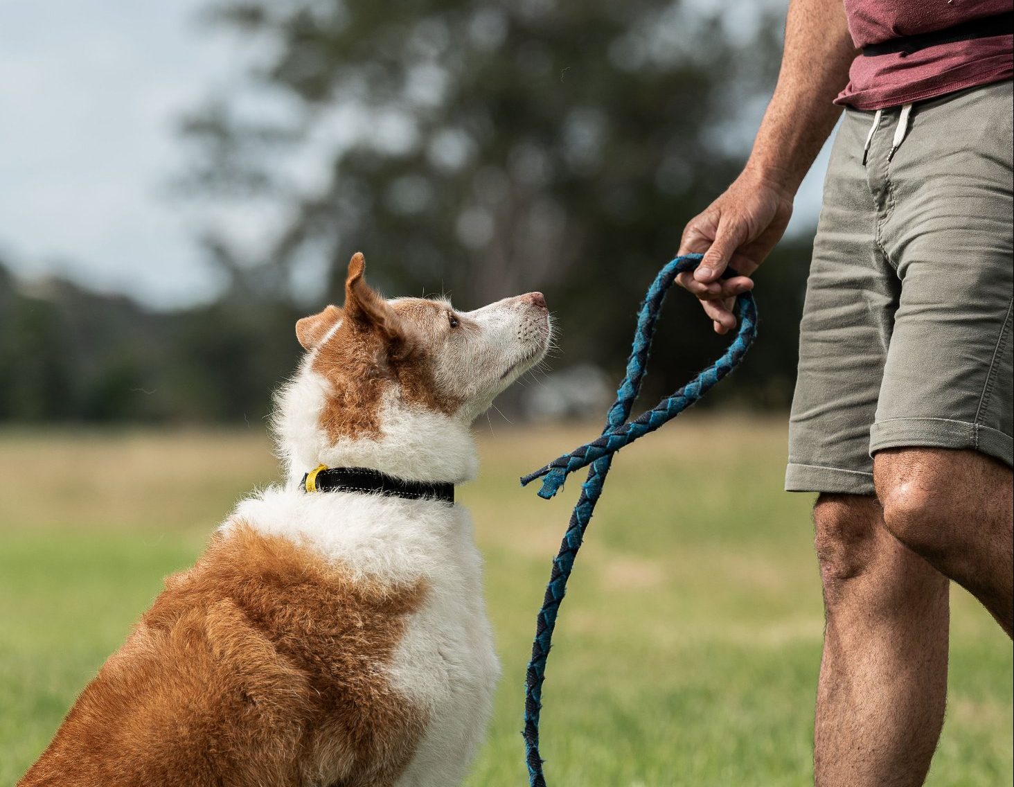 Private Coaching - Diverse Dogs